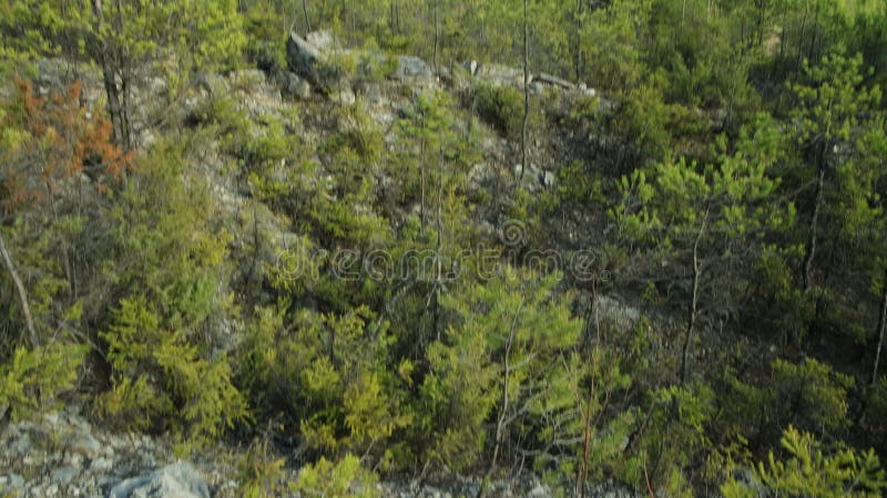 Scenic View of a Rocky Cliff Covered by Vegetation and Trees with the ...