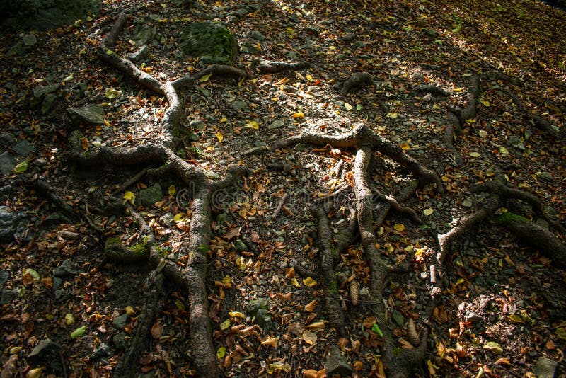 Scenic View of the Roots of Tree Growing Out of the Ground of a Forest ...