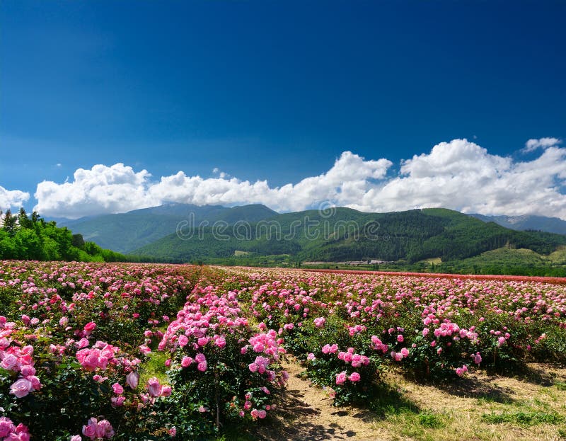 A Scenic View of the Rose Valley during Spring with Blooming Rose ...