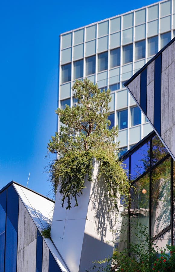 Scenic View of a Row of Tall Trees on a Ledge in Front of a Modern ...