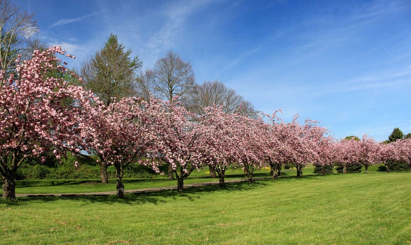 Scenic view stock photo. Image of flowering, field, flowers - 69528508