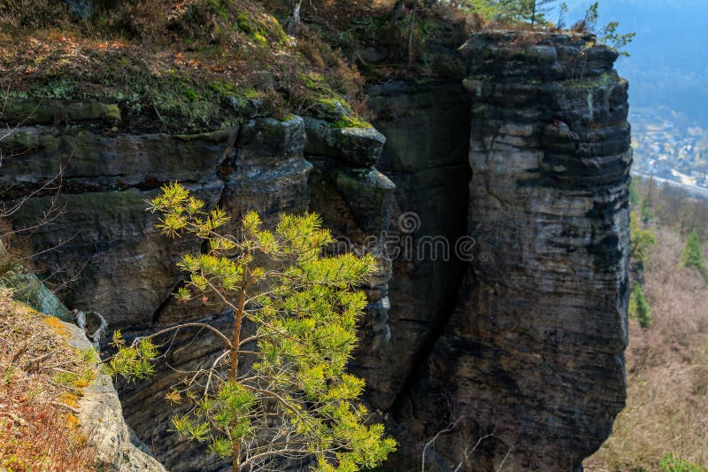 Scenic View of Rugged Mountain Cliff with Lush Green Pine Tree Stock ...