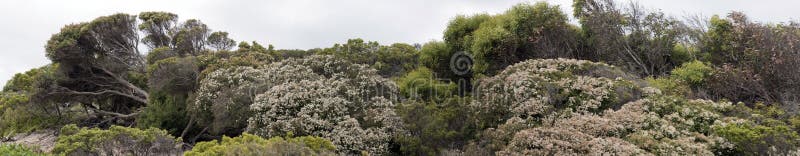 This is a Scenic View of Salt Bushes on Kangaroo Island Stock Photo ...