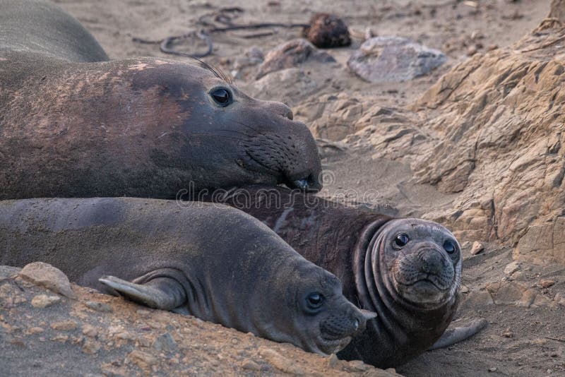 Scenic View of Southern Elephant Seals Lying on a Sandy Beach Stock ...
