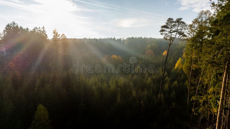 Scenic View of Sun Light through Forest Trees Stock Image - Image of ...