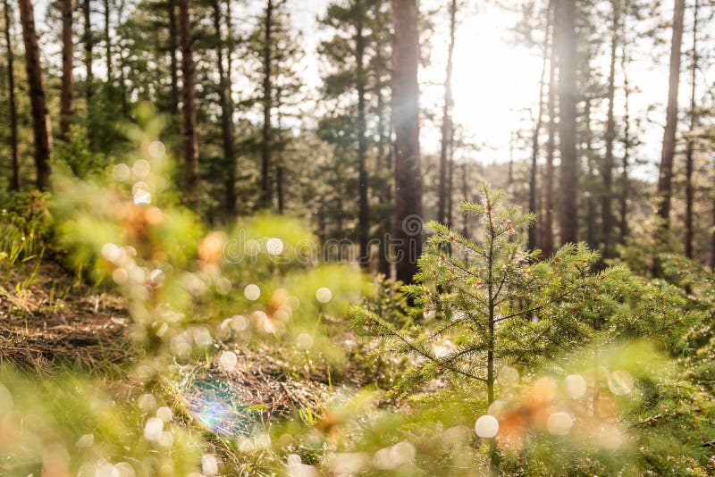 Scenic View of the Sun Rays Going through Trees and Green Plants in the ...