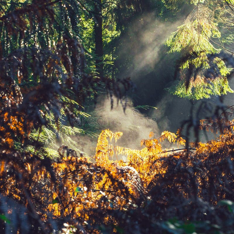 Scenic View of the Sun Rays Showing the Fall Colors of the Plants in ...