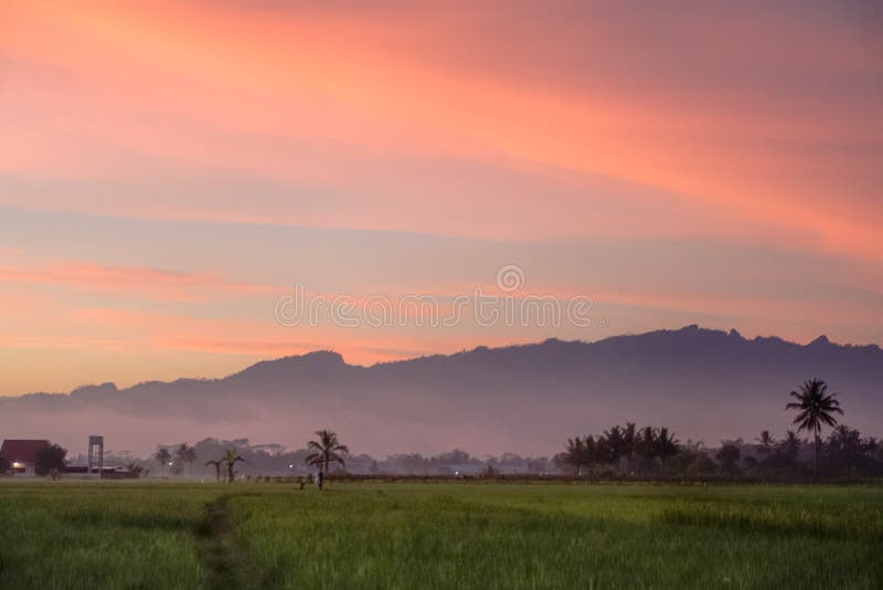 Scenic View Sunrise Time in the Rice Fields with Dramatic Cloud Stock ...