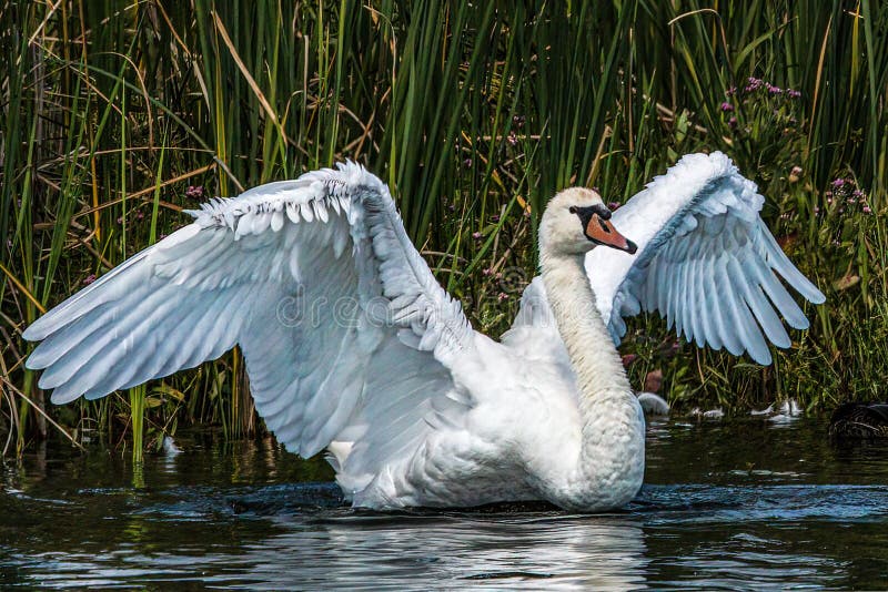 Scenic View of a Swan Flapping Its Wings in a Lake Stock Image - Image ...