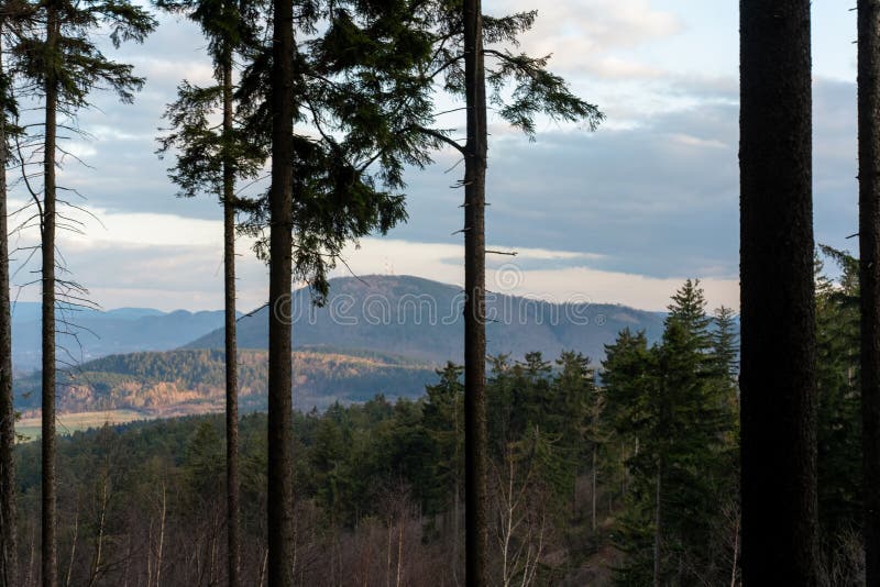 Scenic View through Tall Pine Trees in a Forest Overlooking Distant ...
