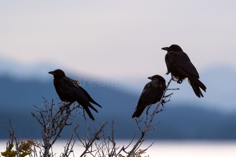 Scenic View of Three Ravens Standing on Tree Branches at Dawn Stock ...