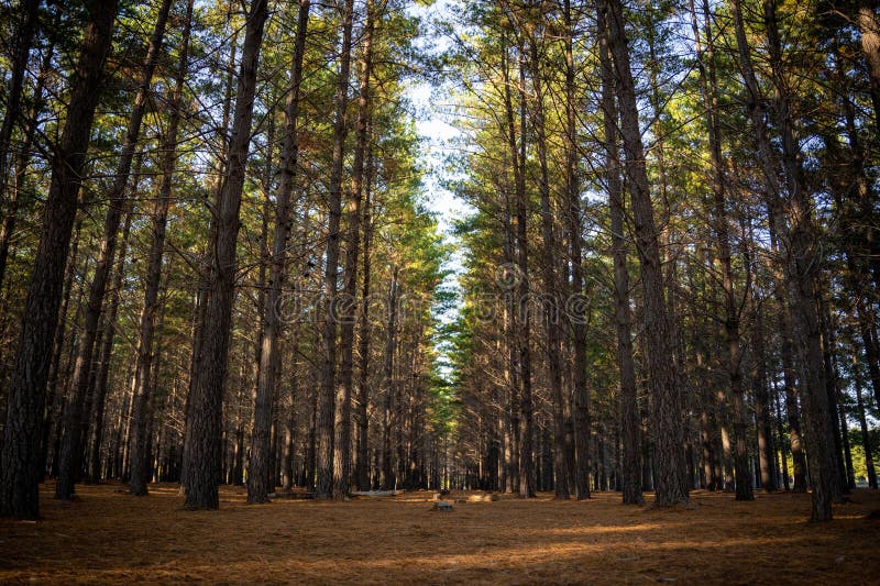 Scenic View of a Tokai Forest on a Sunny Day Stock Image - Image of ...