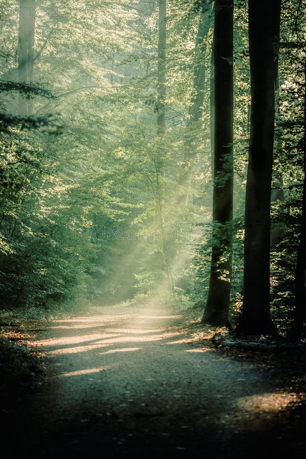Scenic View of a Trail Inside a Foggy Forest Stock Image - Image of ...