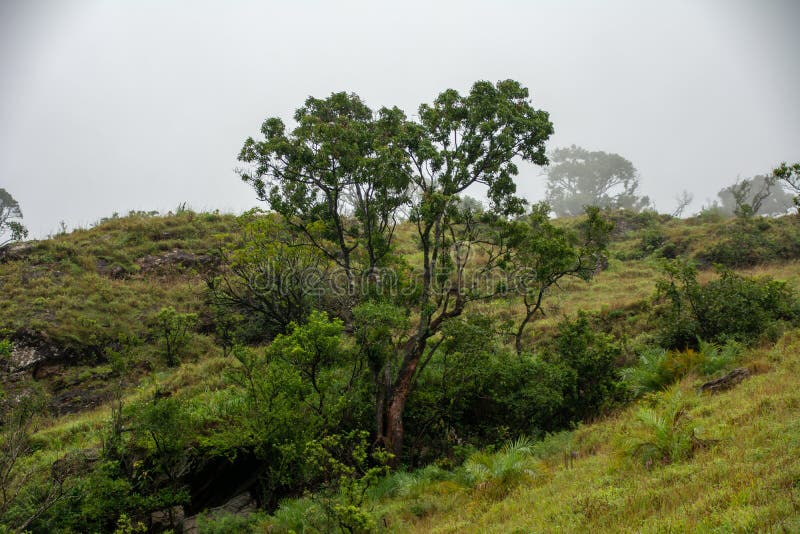 Scenic View of a Tree with Crawling Branches Surrounded by Lush Nature ...