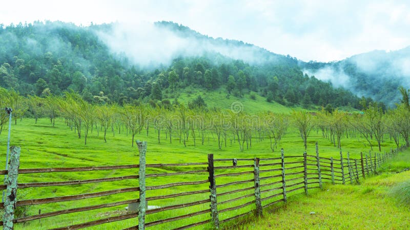 Scenic View of a Tree Farm in Chitlang, Makwanpur, Nepal Stock Image ...