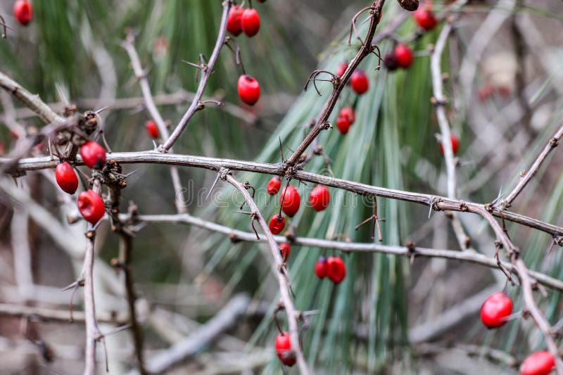 Scenic View of a Tree with Lush Red Berries Growing on Its Branches ...