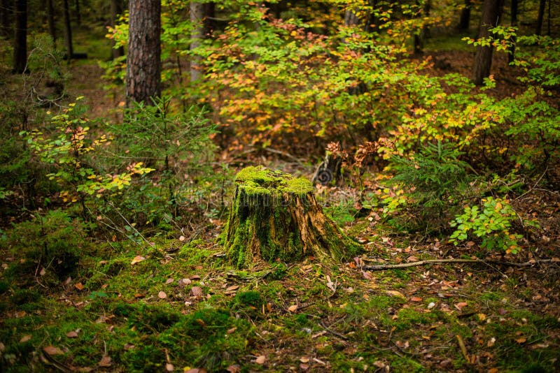 Scenic Moss-covered Gorge with a Stream of Water Flowing Down Its Side ...