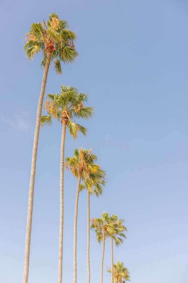 Scenic View of a Tropical Beach with Multiple Rows of Lush Palm Trees ...