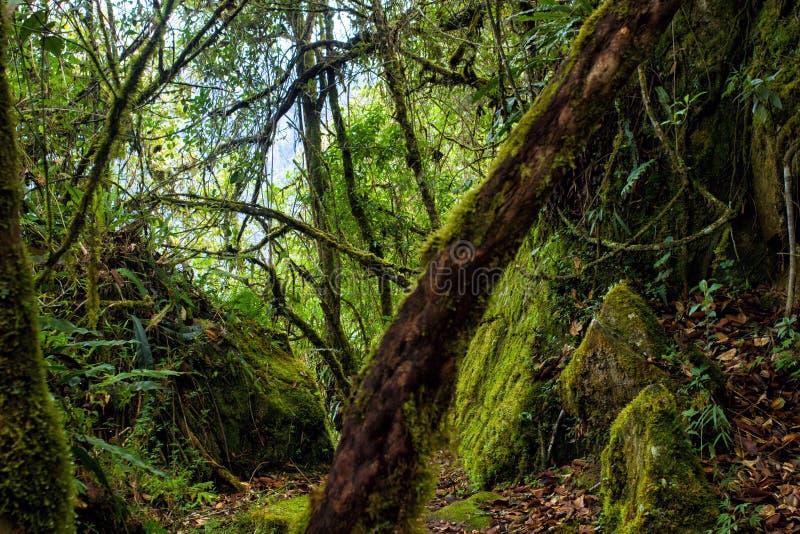 Scenic View of Tropical Forest Covered in Moss in Cusco, Peru Stock ...