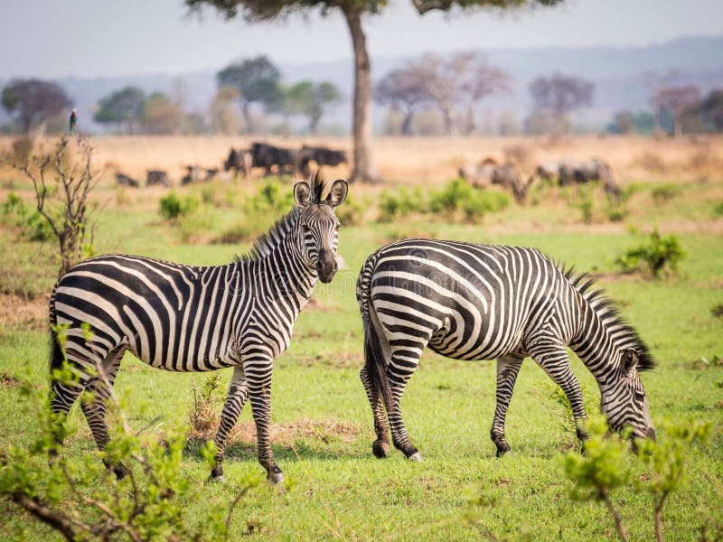 Scenic View of Two Adorable Zebras in a Grassland Stock Image - Image ...