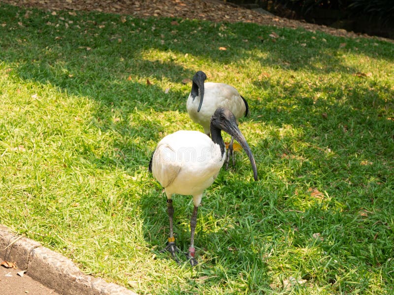 Scenic View of Two Australian White Ibis Birds Grazing on the Grass ...