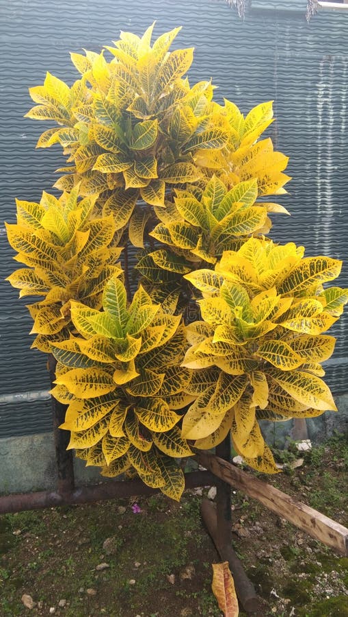 Scenic View of the Unique Plant in Backyard Stock Image - Image of ...