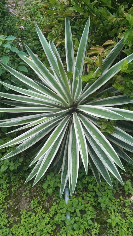 Scenic View of Unique Plant in Field Stock Photo - Image of grass ...