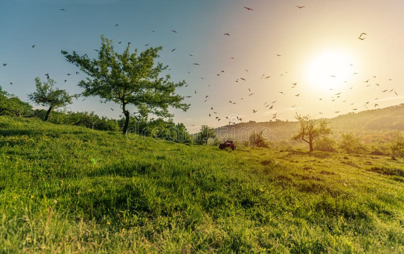 Scenic View of a Valley with Lush Greenery and a Flock of Birds Flying ...