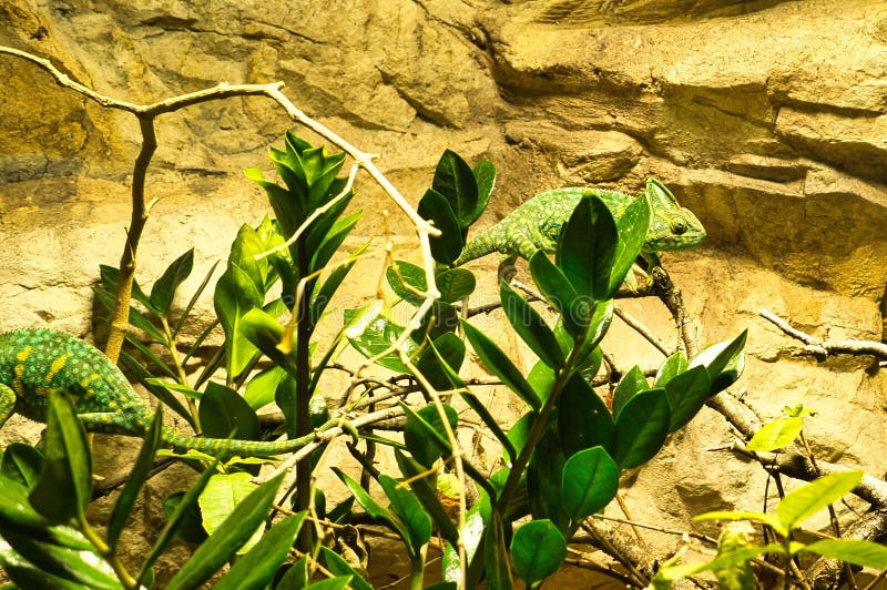 Scenic View of a Veiled Chameleon Standing on a Tree Branch Stock Photo ...