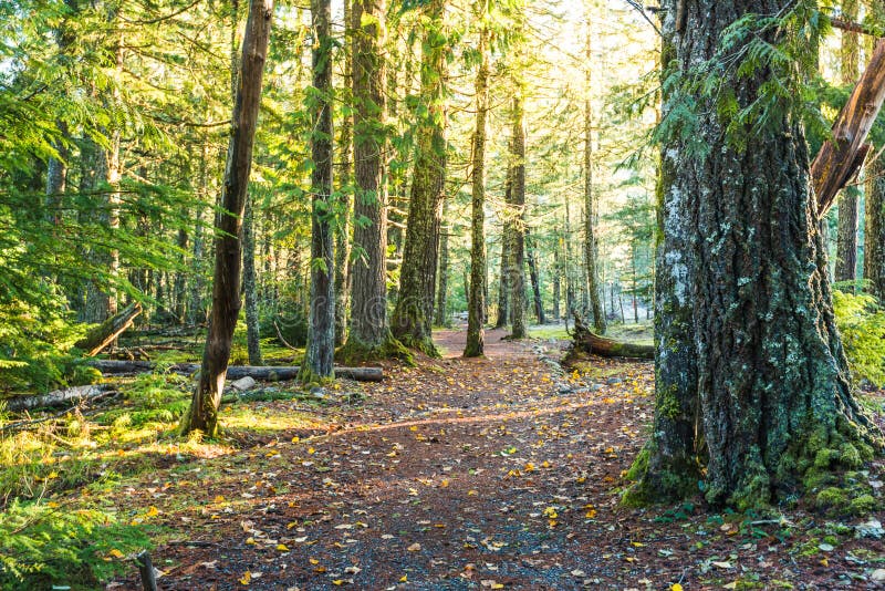 Scenic View of Very Big and Tall Tree in the Forest in the Morning ...