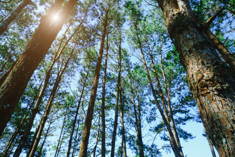 Scenic View of Very Big and Tall Tree with Sun Light in the Forest when ...