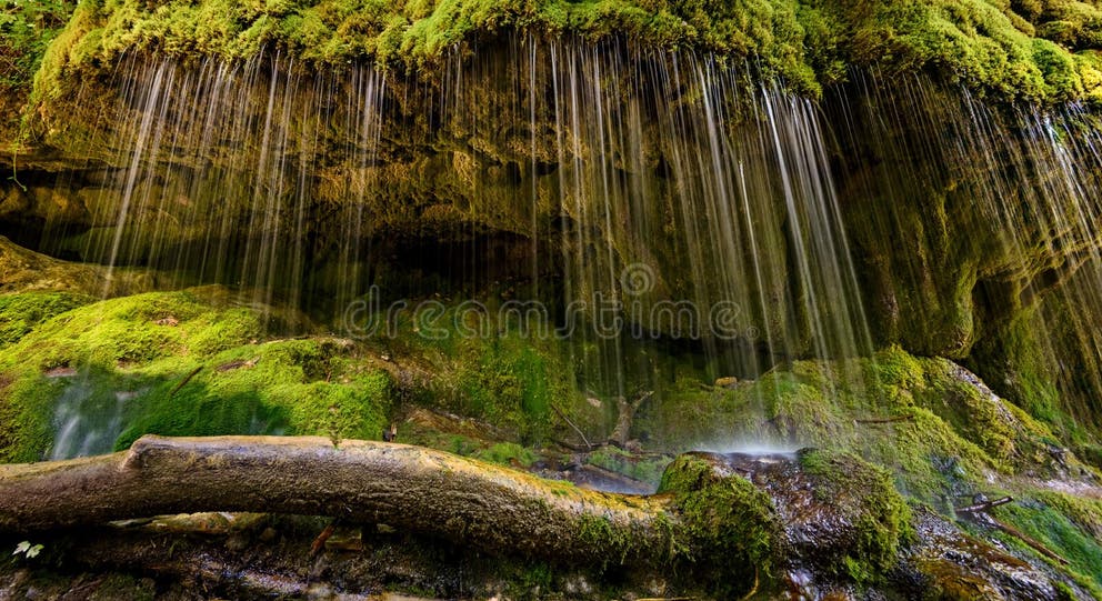 Scenic View of the Water Falling from the Tree in the Jungle on a Sunny ...