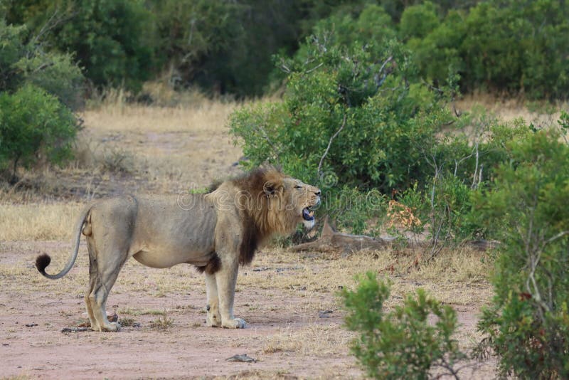 Scenic View of a Wild Male Lion Roaring in the Wilderness Stock Photo ...