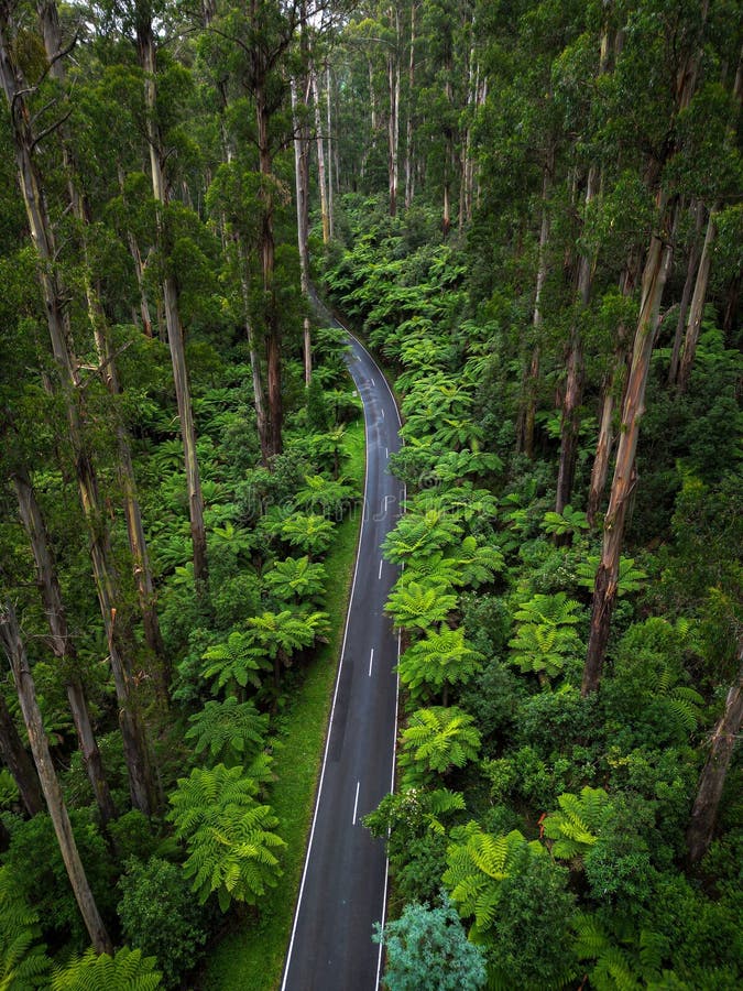 Scenic View of a Winding Road Surrounded by Lush, Tropical Foliage in a ...