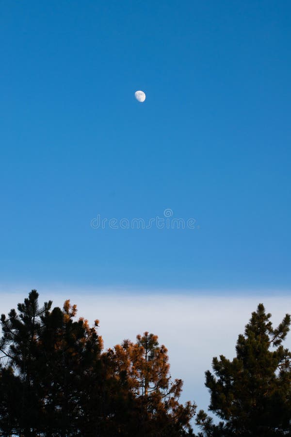 Scenic View Woods and the Moon Stock Image - Image of mountain, tree ...