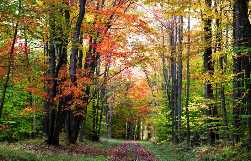 Scenic Walking Trail stock photo. Image of avenue, hiking - 6751672