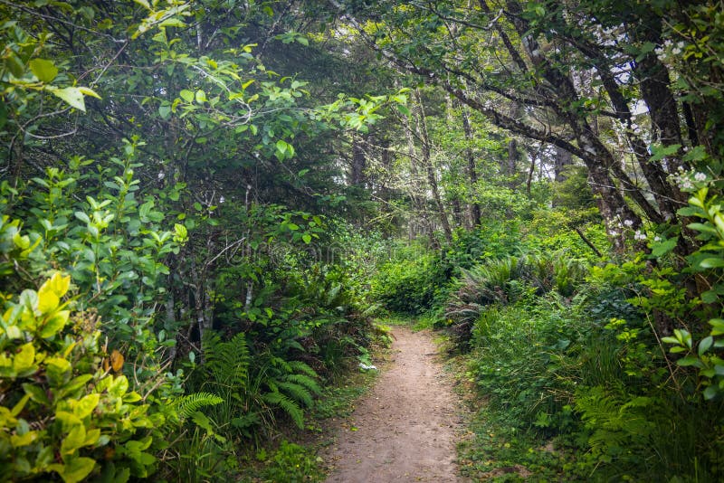 Scenic Walking Trail through Lush Green Rainforest in Oregon State ...