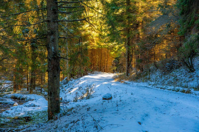 Scenic Winter Forest Path with Sunlight. Stock Image - Image of hiking ...