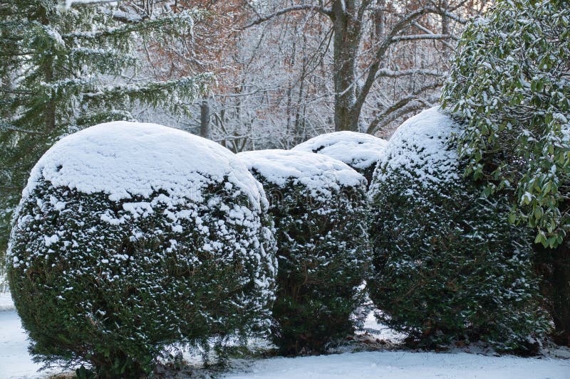 Scenic Winter Landscape Featuring a Group of Snow-covered Shrubs and ...