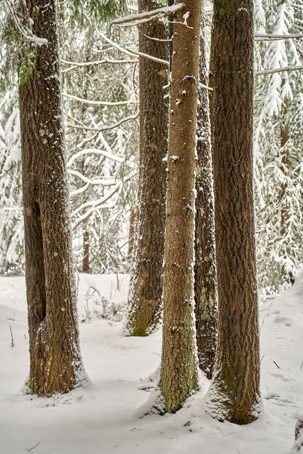 Scenic Winter Landscape Featuring an Idyllic Natural Snow-covered ...