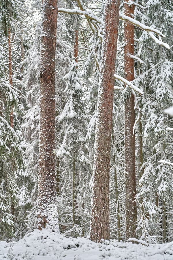 Scenic Winter Landscape Featuring an Idyllic Natural Snow-covered ...
