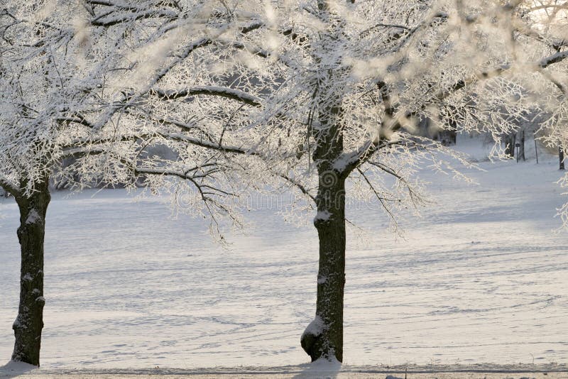Scenic Winter Landscape Featuring Two Trees Covered in a Thin Layer of ...