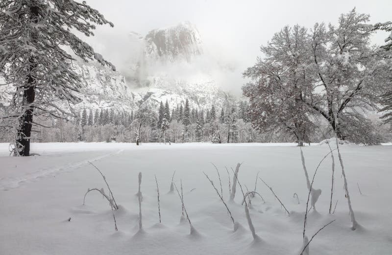 Scenic Winter Landscape in a Forest with Snow-covered Trees Stock Photo ...