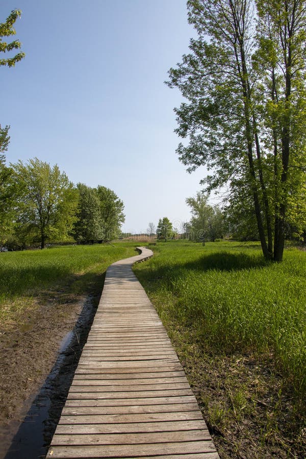Scenic Woodland Path Flanked by Lush Greenery and Trees in Canada Stock ...