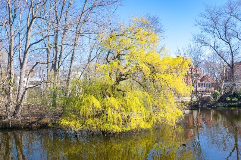 Scenic Yellow Colored Willow Tree on the Waterside Stock Image - Image ...
