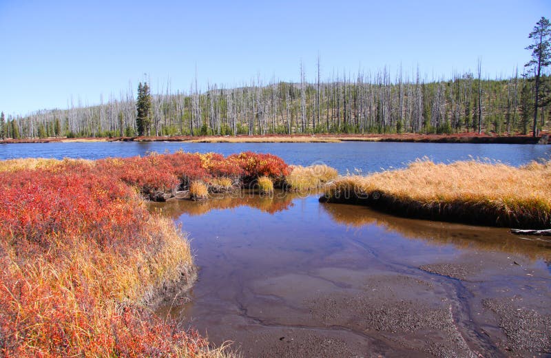 Scenic Yellowstone river stock photo. Image of green - 38412638