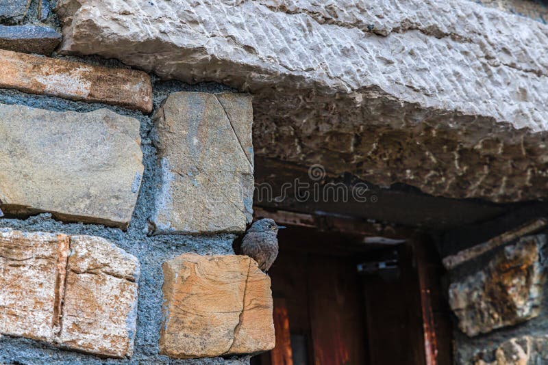 A Scenics View of a Little Black Bird on a Stone Wall in the Mountain ...
