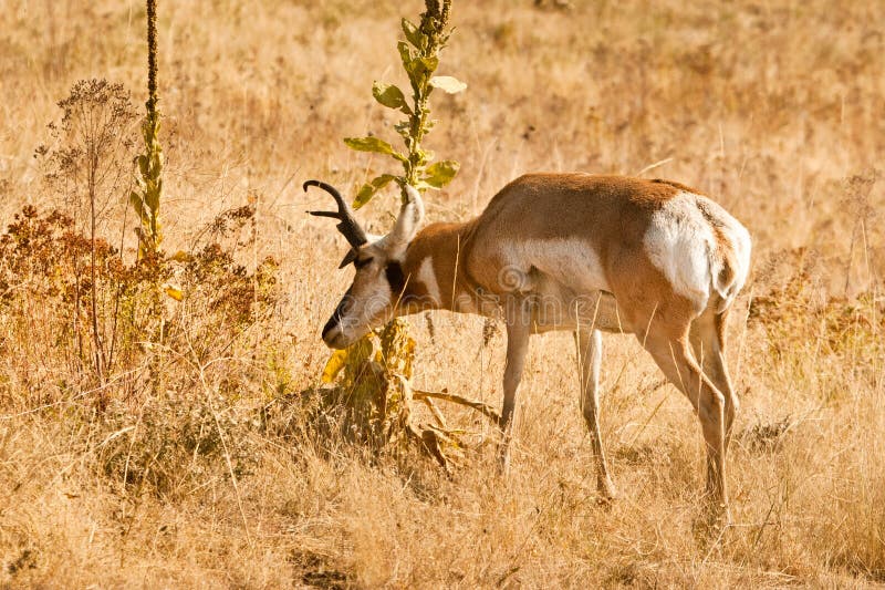 Scent Marking stock photo. Image of scent, animal, male - 27287426