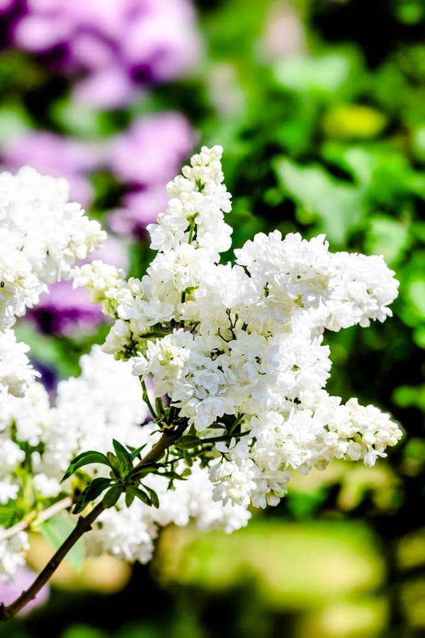 The scent of spring stock image. Image of fragility, nature - 71411697