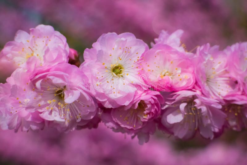 Scent of spring! stock image. Image of petali, garden - 44029413